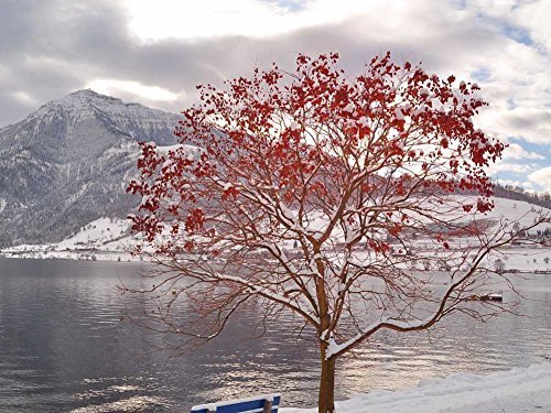 Blue Bench Under Red Tree Overlooking Gray Lake -Oil Painting On Canvas ...