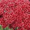 Azalea Standard Shrub Mini Tree Low Maintenance Evergreen Plant Baring ...