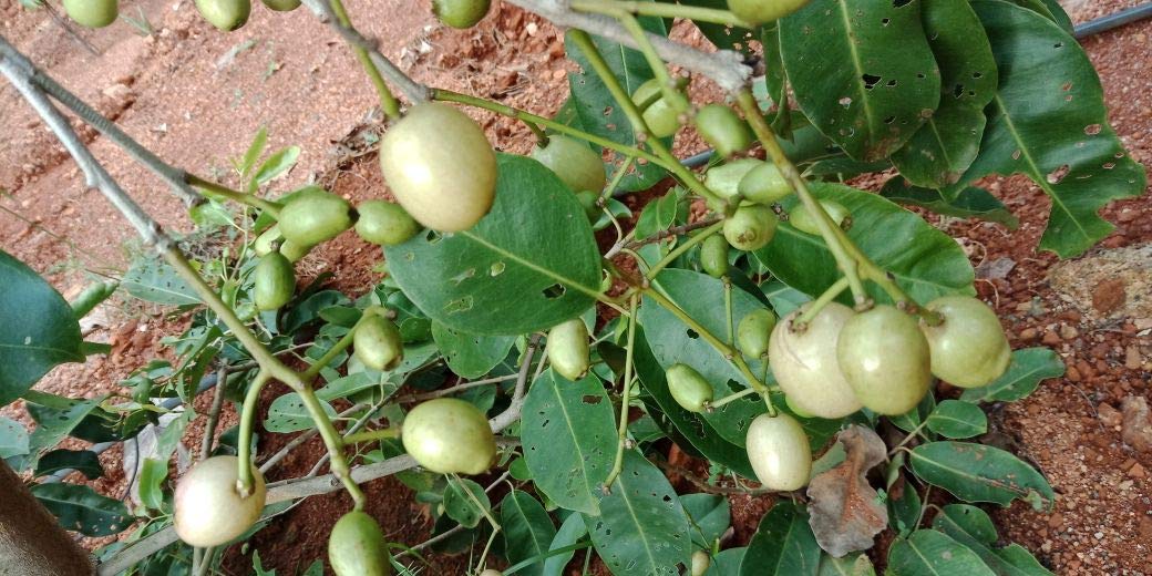 LushGreen White Jambolan Plum or Jamblang Putih Syzygium Cumini Njaval ...