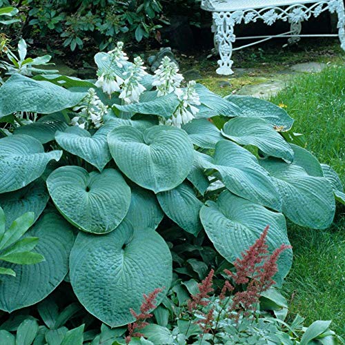 Hosta Giant Blue/Green (Sieboldiana Elegans) Seeds by ...