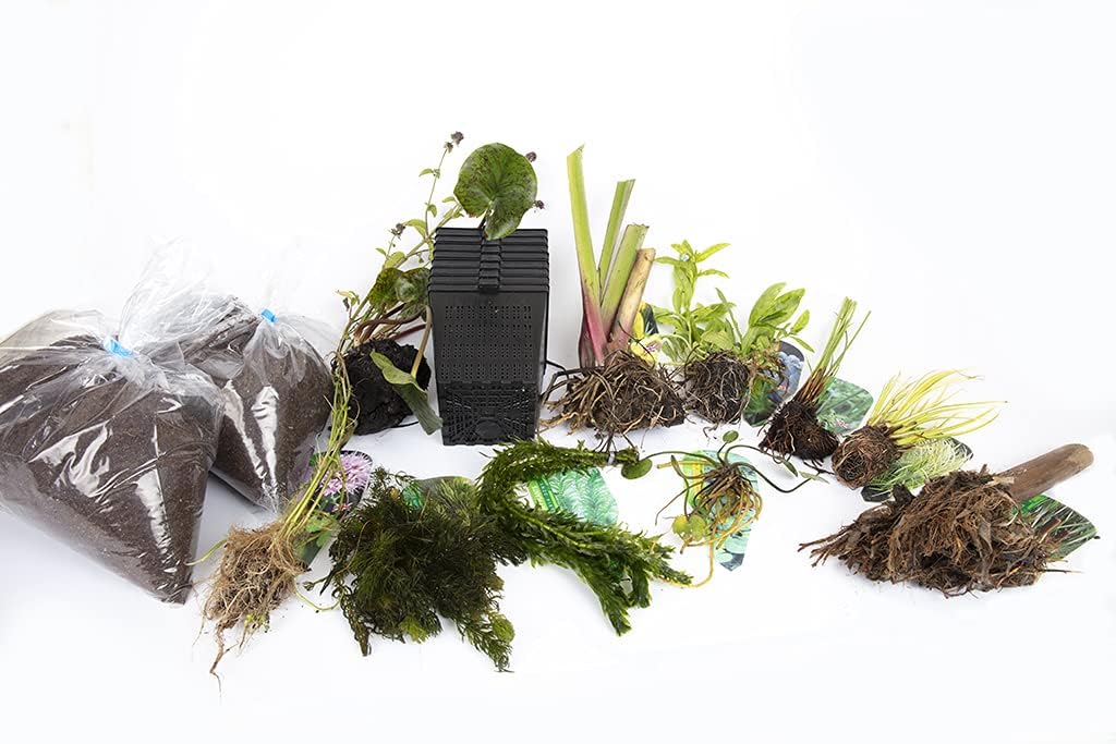 Lincolnshire Marginal Pond Plants Medium Pond Pack Starter - Fresh ...