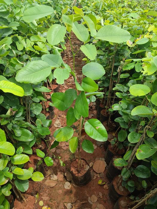 Red sandal tree live plant : Amazon.in: Garden & Outdoors