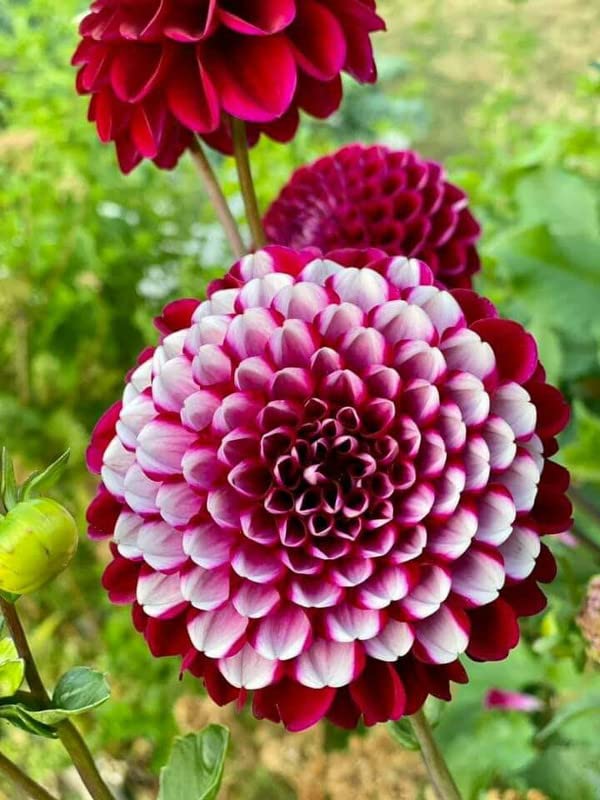 Flowers For Good Luck Good Luck Flowers In Cottingham | Orange Blossom