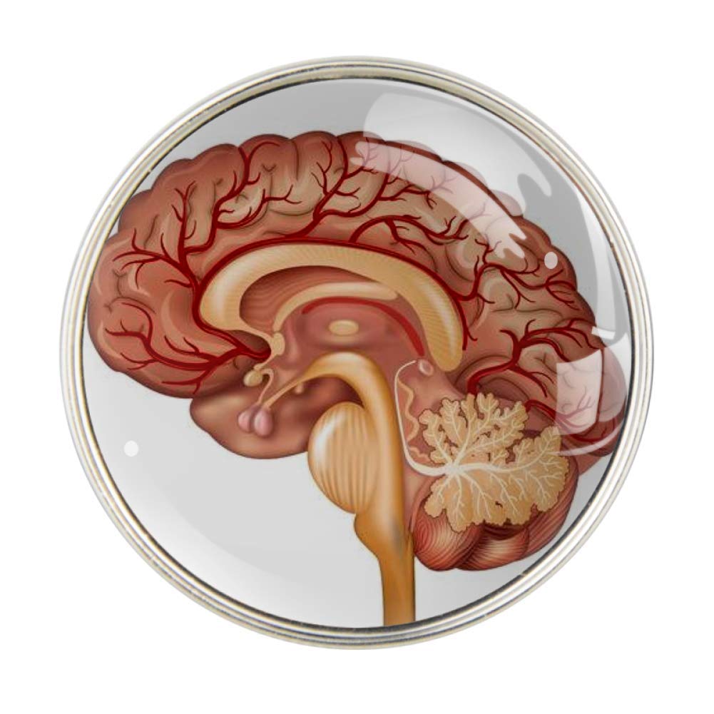 Aromatherapy And The Brain