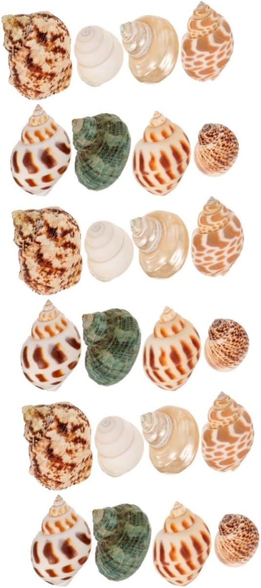 LIFKOME 24 Pcs Natural Conch Small Shells Aquarium Conch Ocean ...