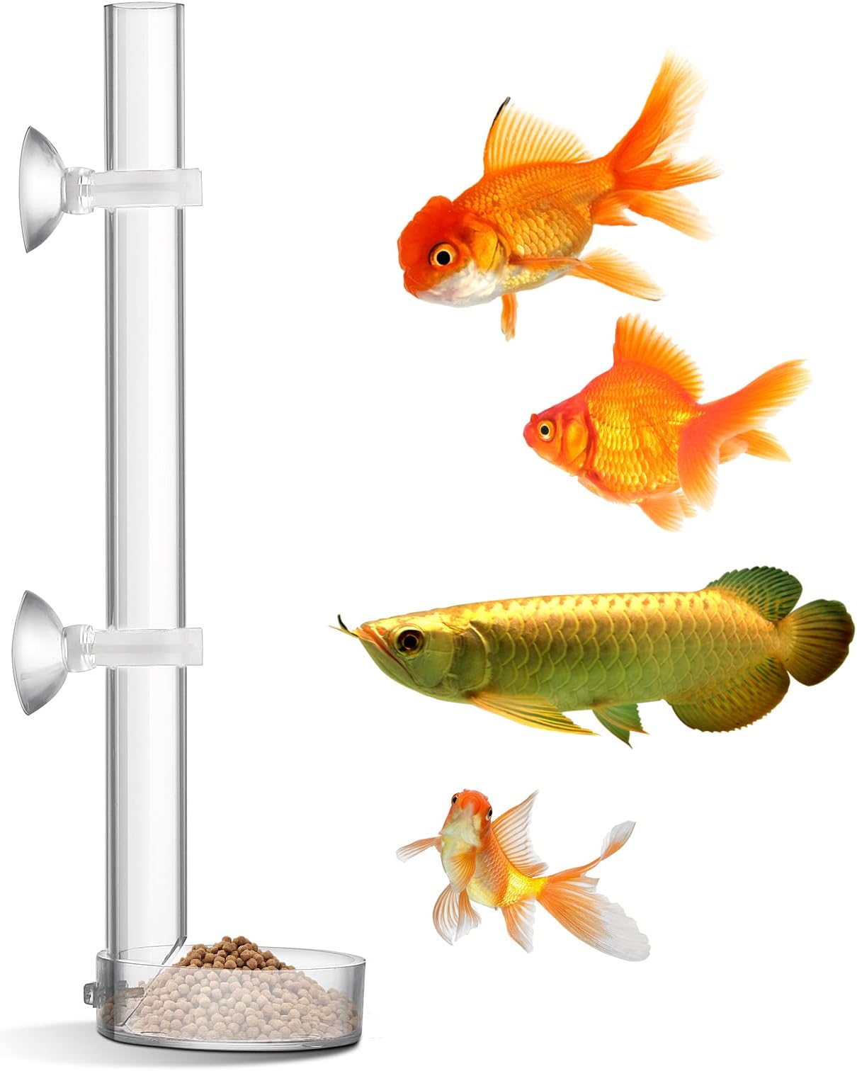Amazon.com : TIESOME Acrylic Fish Shrimp Feeder, Transparent Durable ...