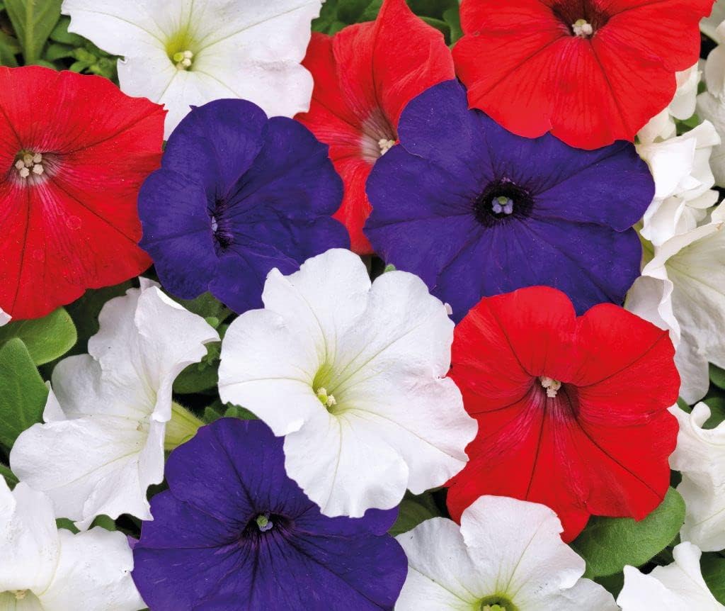Semillas Petunia Fantasy Hybrid Mix Flores anuales – Yaxa Guatemala