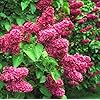 Amazon.com : Red Pixie Lilac Shrub – Fragrant Reblooming Lilac Bush ...