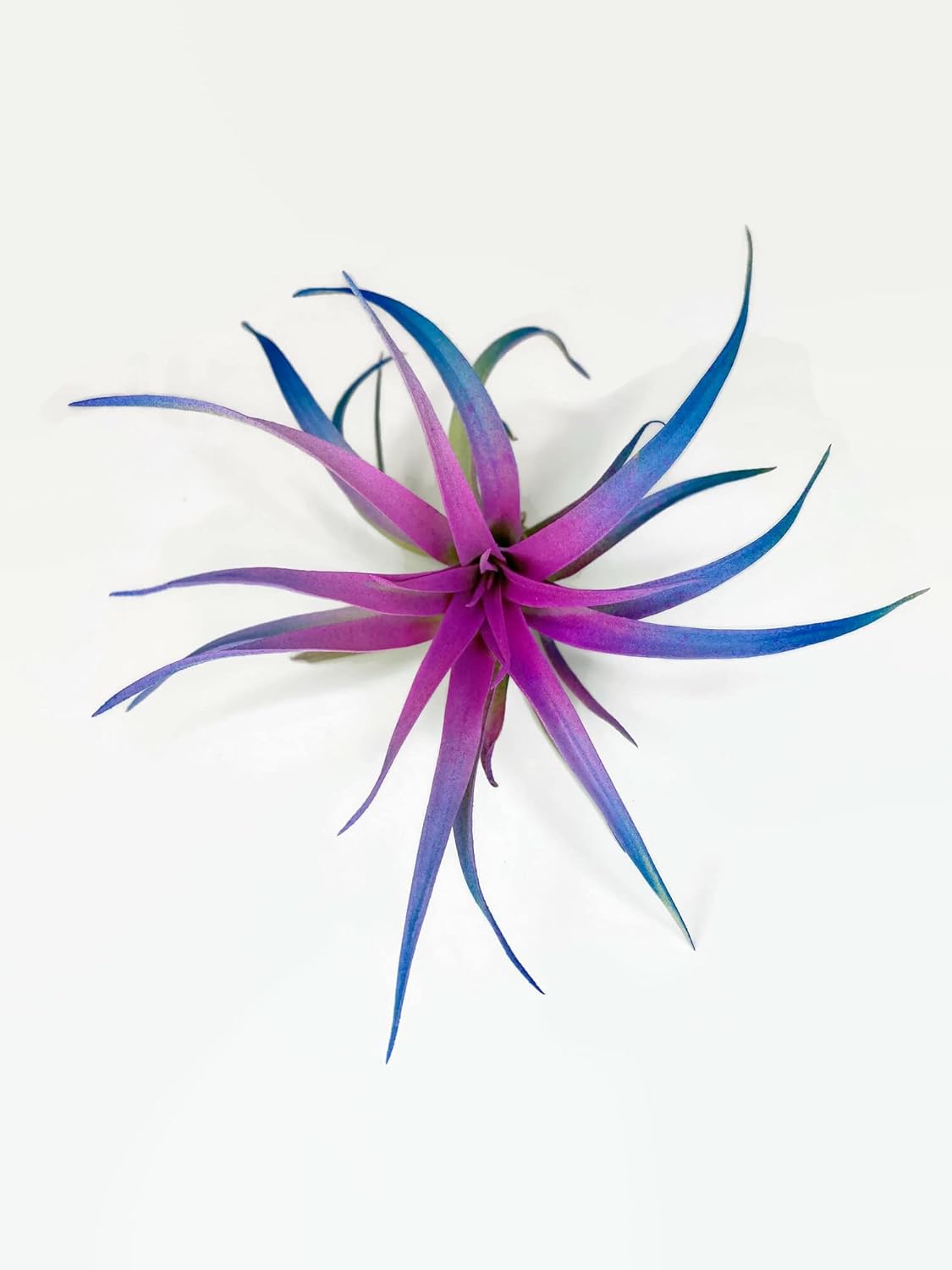 Amazon.com : Colored Capitata Air Plant, Tillandsia Air Plant, Airplant ...