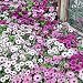 Amazon.com: Outsidepride Osteospermum African Daisy Akila Flower Seed ...