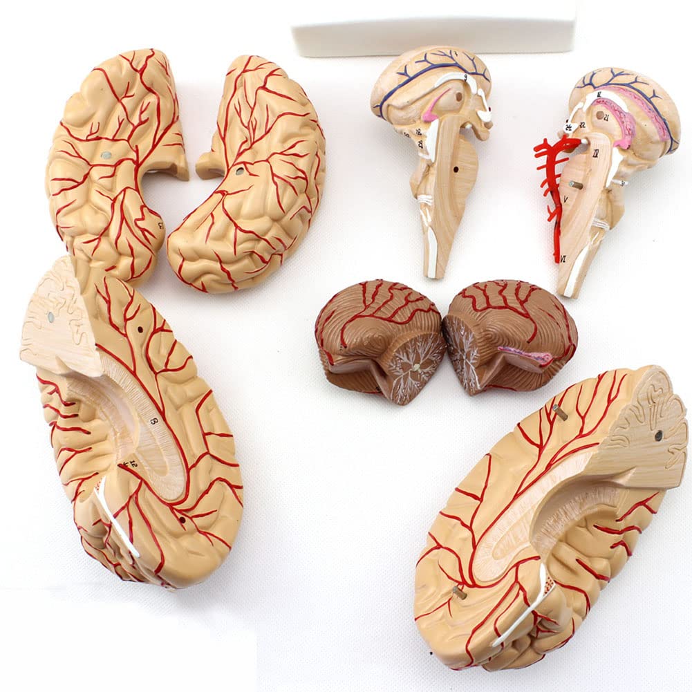 Teaching Brain Anatomy HADWYN 9-Part Human Brain Model - Life Size ...
