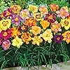Amazon.com : Votaniki Daylily Mix Bare Root - Fragrant Beautiful Blooms ...
