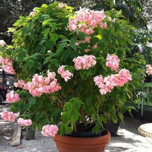 GoGreen Pink Musanda Dwarf Mussaenda Erythrophylla Ashanti Blood red ...