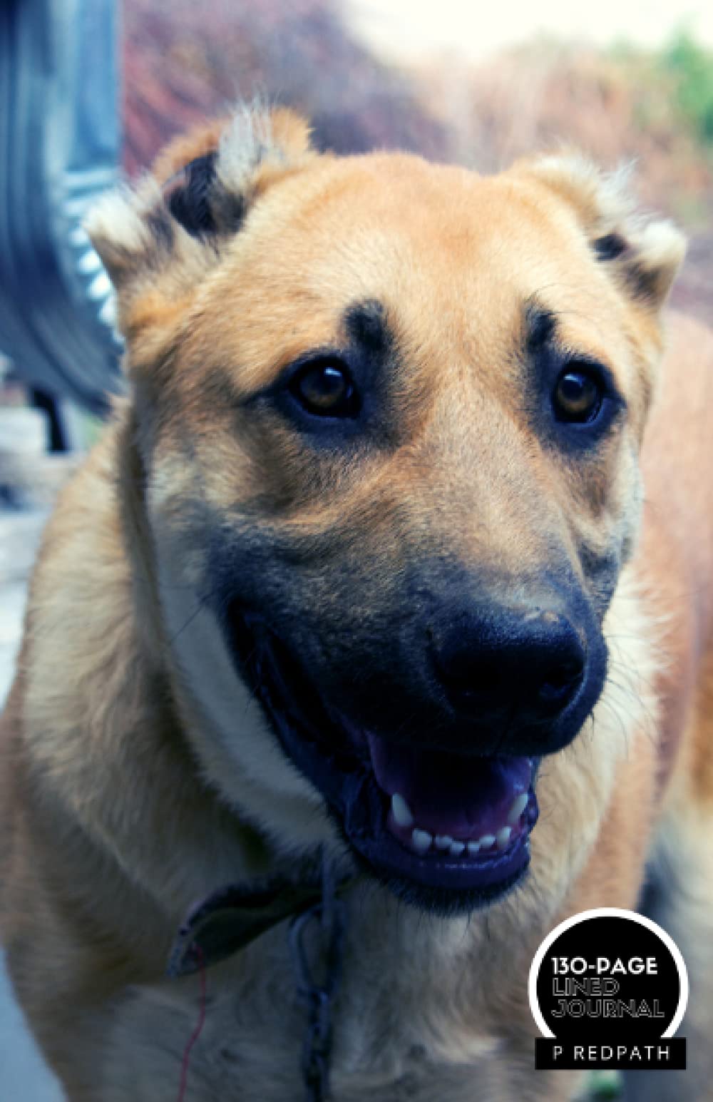 Is The Armenian Gampr Dog A Good Breed Of Dog