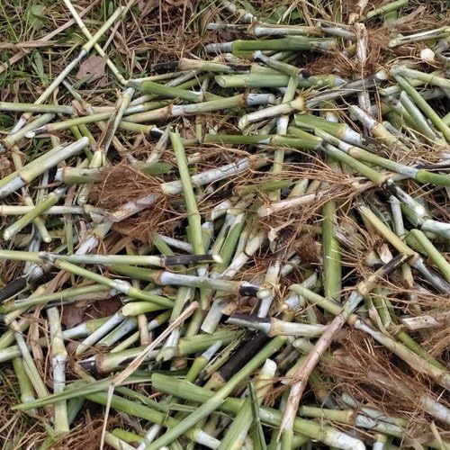 Smart napier grass sticks Pack of 50 : Amazon.in: Garden & Outdoors