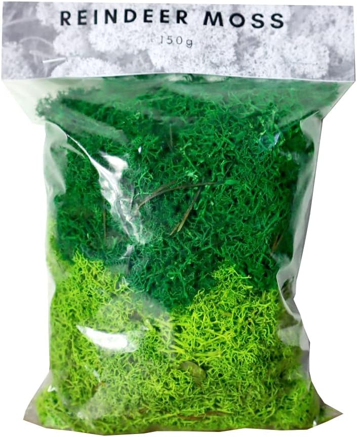 Amazon.de: Wisebom Moos für Deko und Bastelprojekte, Konservierte ...