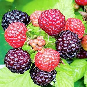 Amazon.com : Raspberry Plant Live for Planting Outdoor, Raspberry ...