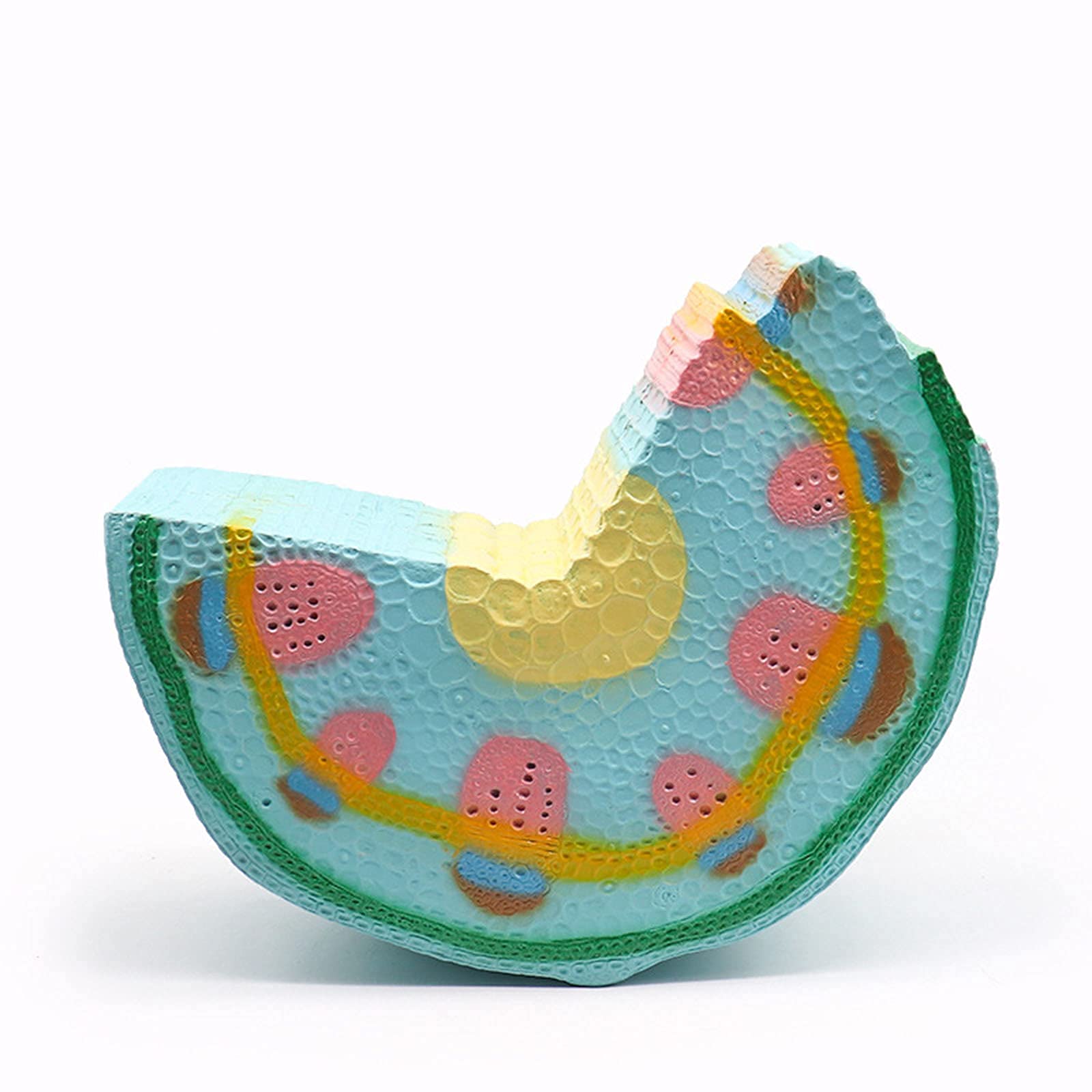 Buy Dicotyledonous Stem Model - Stem Model - Anatomy Replica for ...