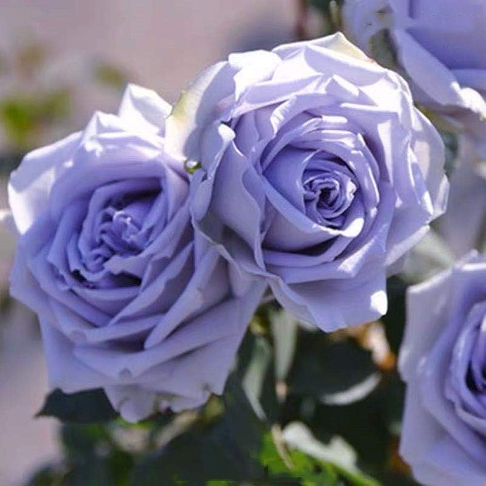 Light Blue Rose Seeds 100+（Rosa Rugosa Thunb） Easy Grow Rose Flower ...
