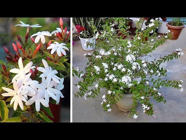 S. D ENTERPRISE All Time Star Jasmine(kundo ful)/Jasminum multiflorum ...
