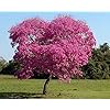 SRI SAI FORESTRY Tabebuia Rosea Seeds (Pack of 100), Tabubia Rosea Seed ...