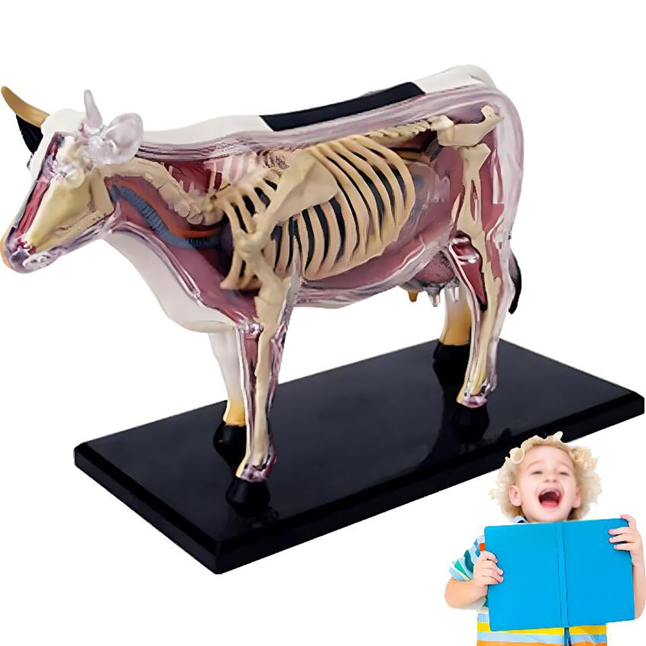 Cow Anatomy Game Cow | Description, Heifer, & Facts | Britannica