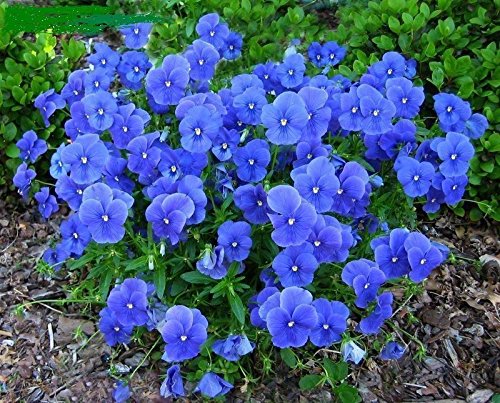 Viola Cornuta Blue
