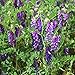 Amazon.com : Outsidepride 5 lb. Hairy Vetch Forage, Pasture, Hay ...
