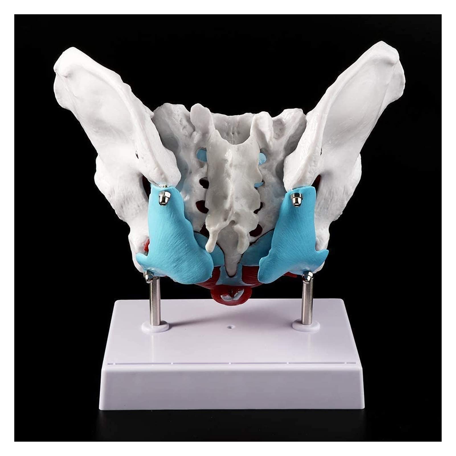 Ovary And Uterus Disease Dissection Model Pathology Uterus