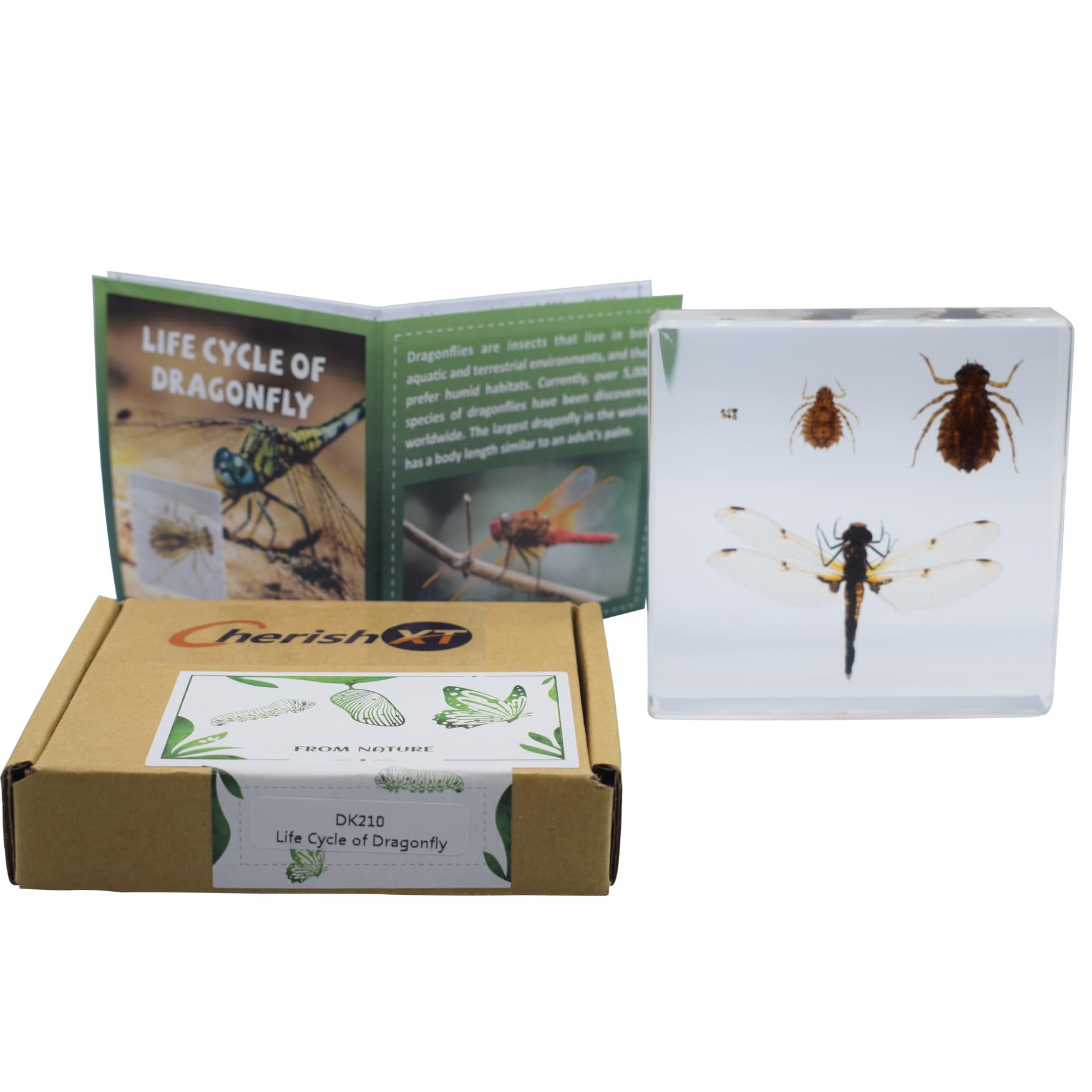 Taxidermy Dragonfly, Life Cycle of Real Dragonfly Specimen Animal ...