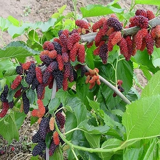 Mulberry Shahtoot all time variety Fruit Live Plant & Tree : Amazon.in ...