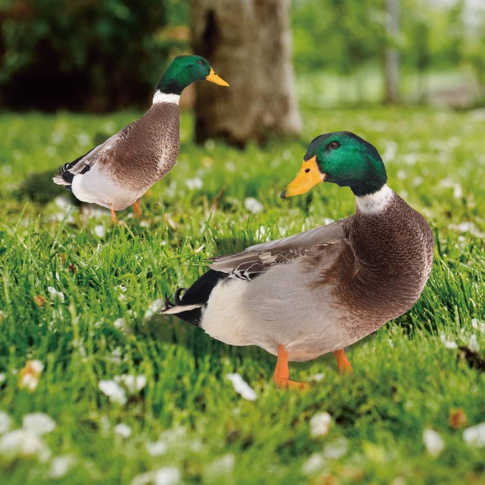 Amazon.com : gofidin 2PCS Garden Duck Statue 2D Acrylic Wild Duck ...