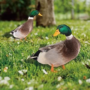 Amazon.com : gofidin 2PCS Garden Duck Statue 2D Acrylic Wild Duck ...