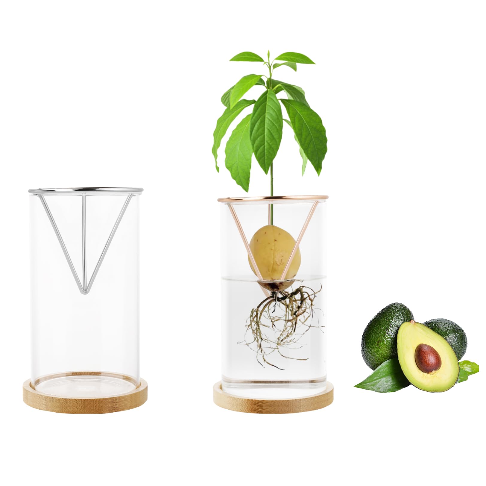 Amazon.com : 2Set Avocado Seed Holder, Avocado Plant Growing Kits with ...