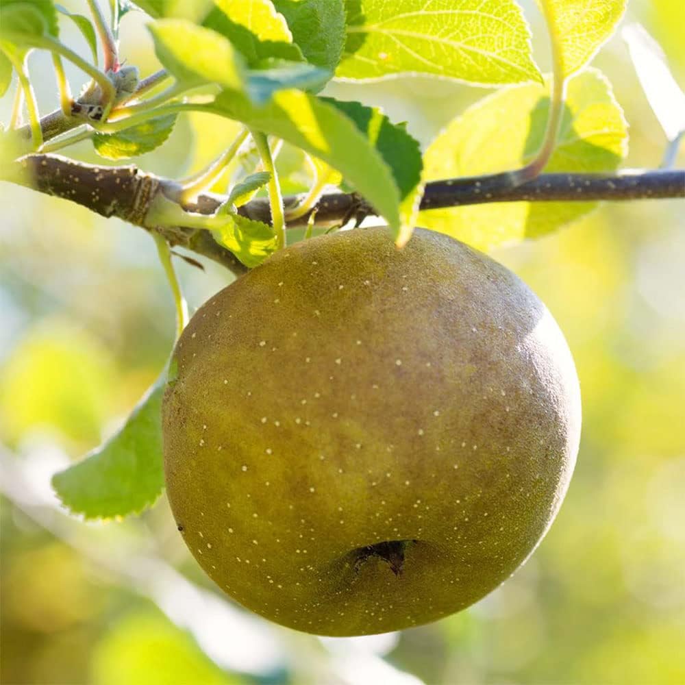 Mature Fruit Tree - Egremont Russet Apple Tree - Bare Root Tree ...