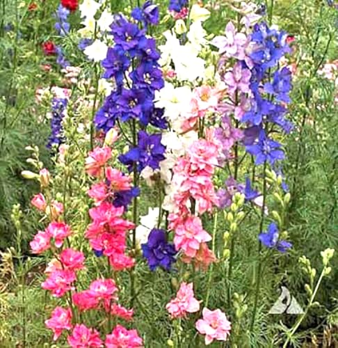 Rocket larkspur - How to grow & care