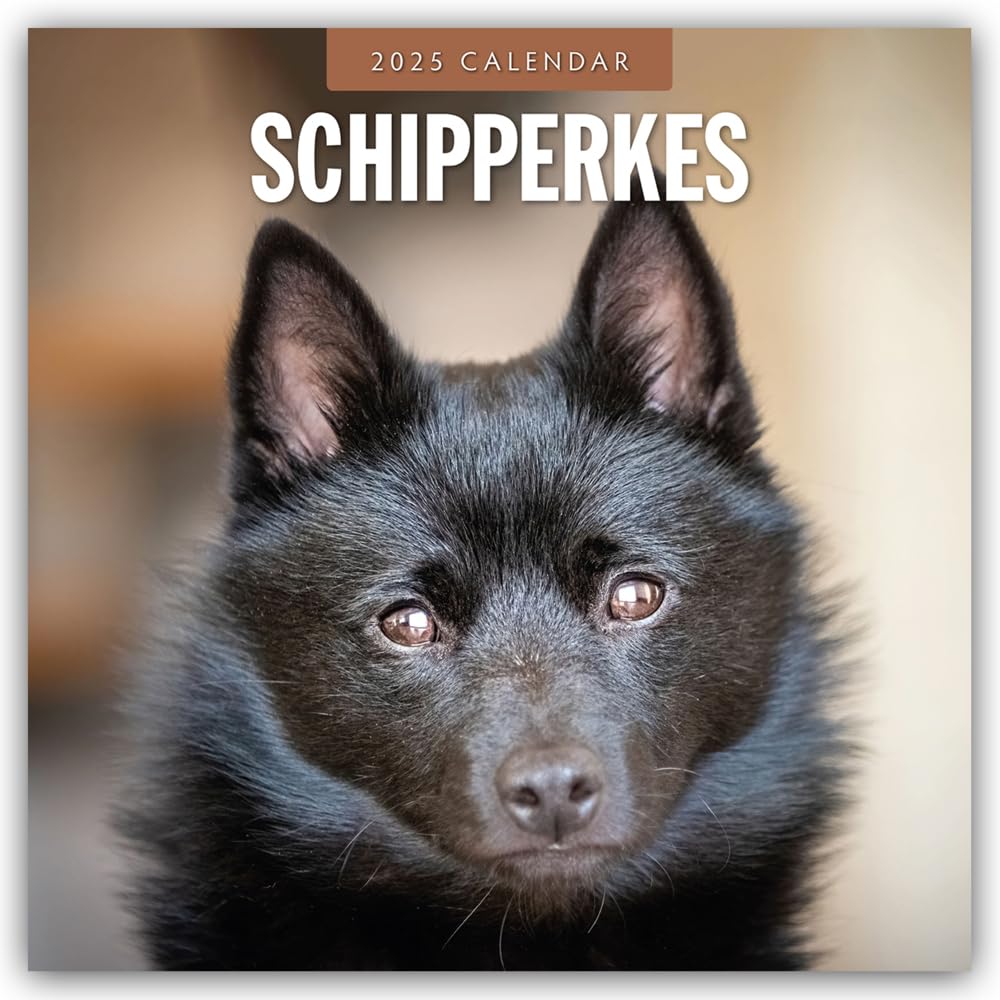 Schipperkes 2025 Square Wall Calendar: Red Robin: 9781804425053: Amazon ...