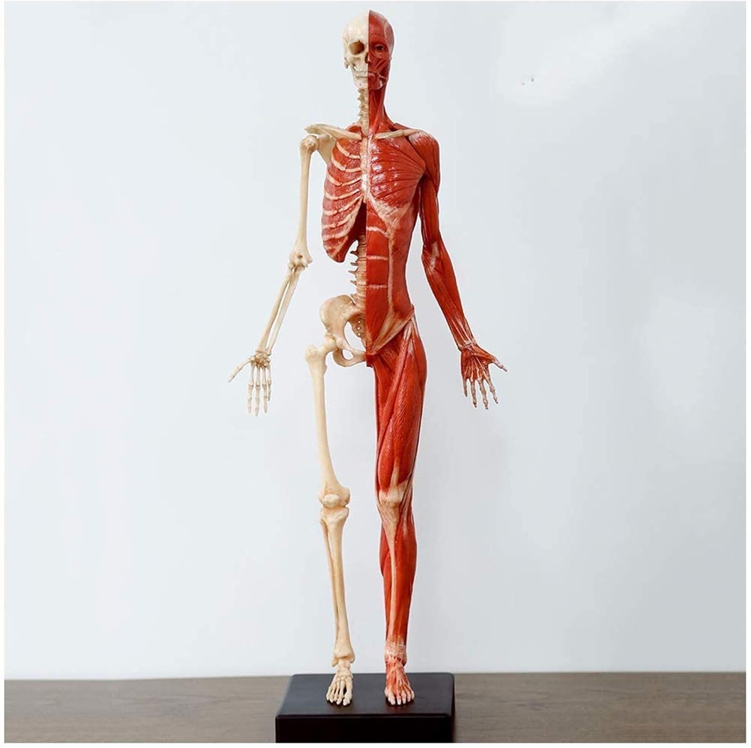 Amazon.com: Body Model Human Anatomy Figure Mannequin Drawing Figures ...