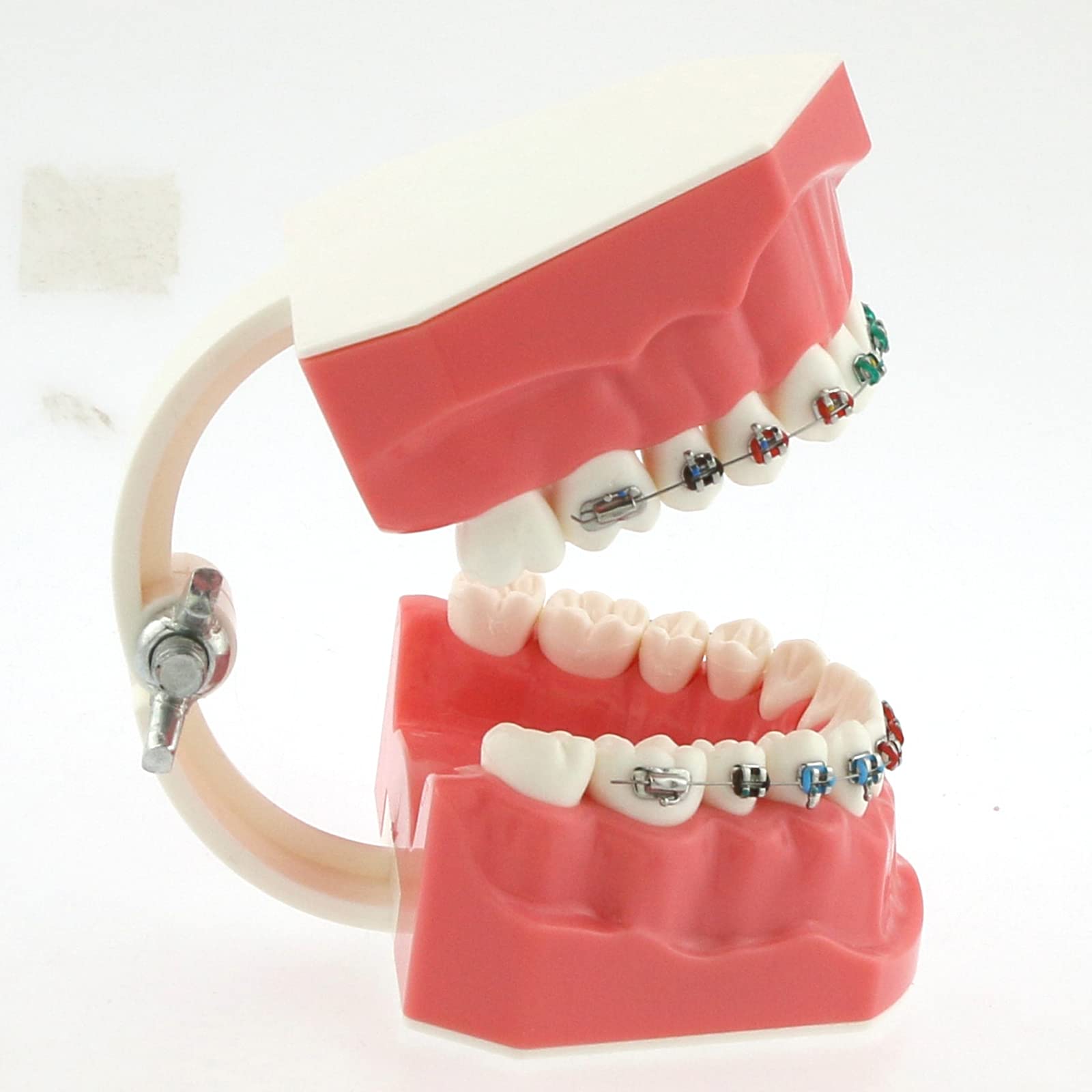Snapklik.com : Dentalmall Typodonts Orthodontics Demonstration Model