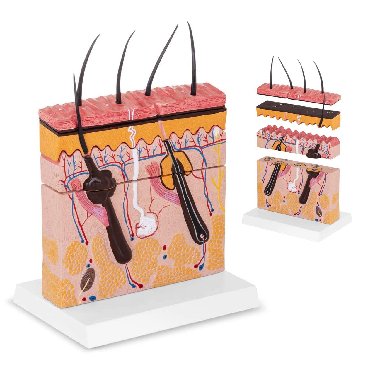 Buy UIGJIOG 3d Anatomical model of human skin, sponge, skin three ...