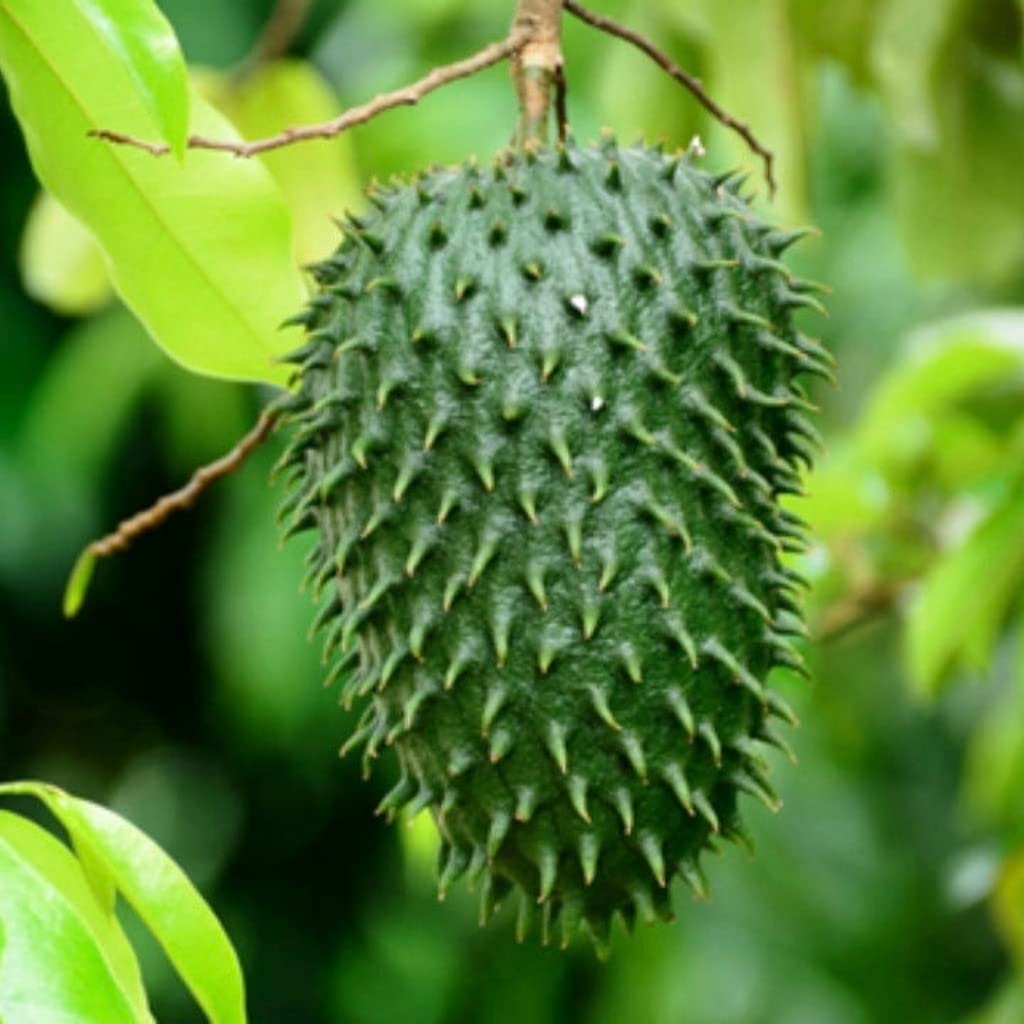Creative Farmer Sweet Mullatha (Graviola) Annona Muricata Soursop Fruit ...