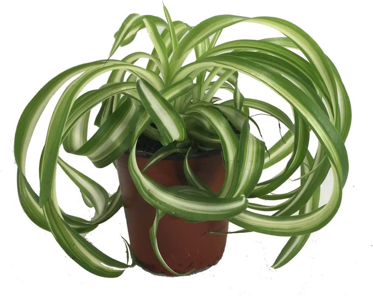 Amazon.com : JM BAMBOO Ocean Spider Plant - Easy to Grow -4" Pot Cleans ...