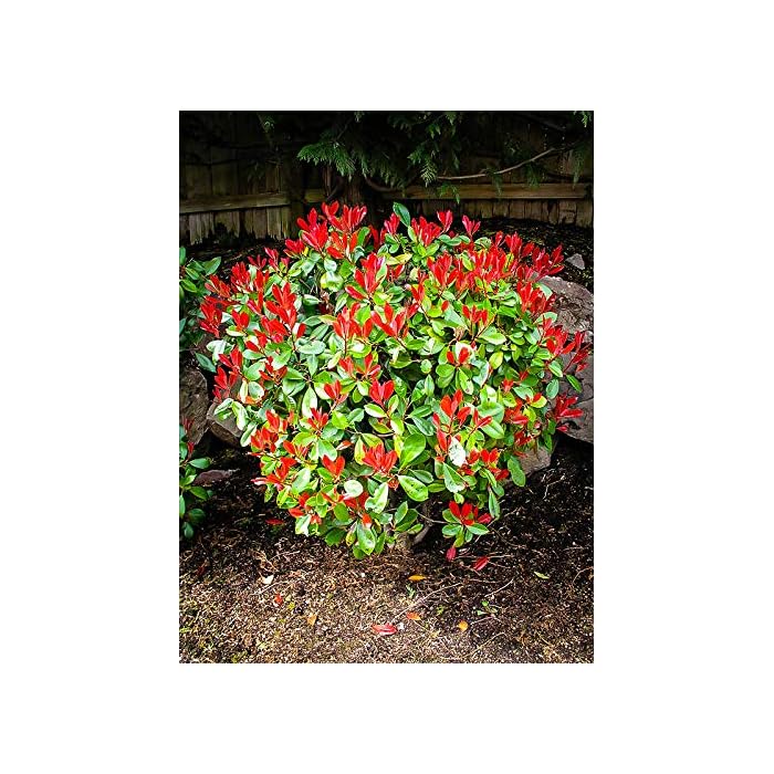 Buy Redtip Fraser's Photinia - 5 Live Plants in 6 Inch Pots - Photinia ...