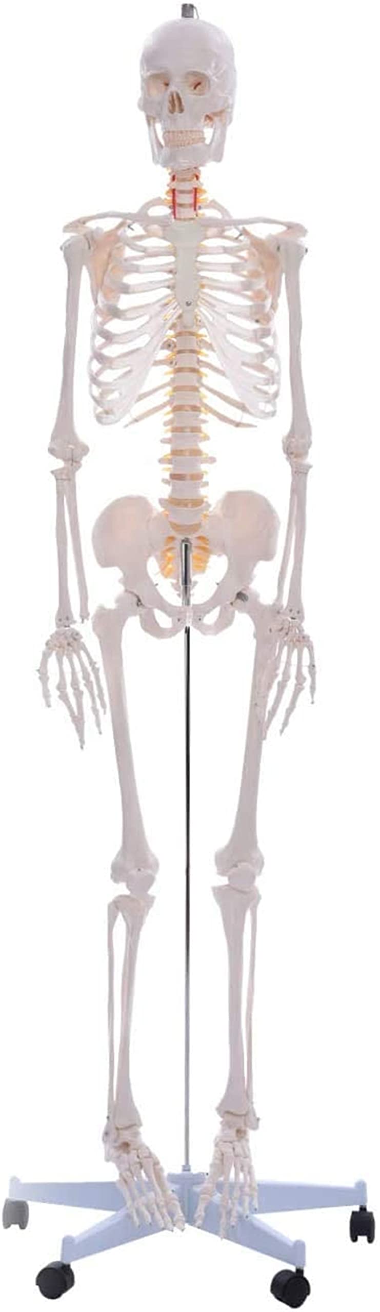 Buy Medical Models, Anatomy Model 180 cm Human Skeleton Life-Size for ...