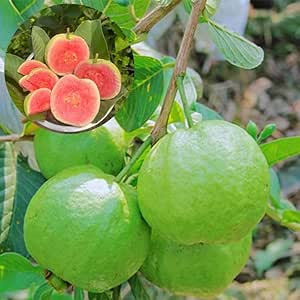 Amazon.com : Pink Guava Tree, 3 Ft Fruiting Airlayered Tree Guava Plant ...