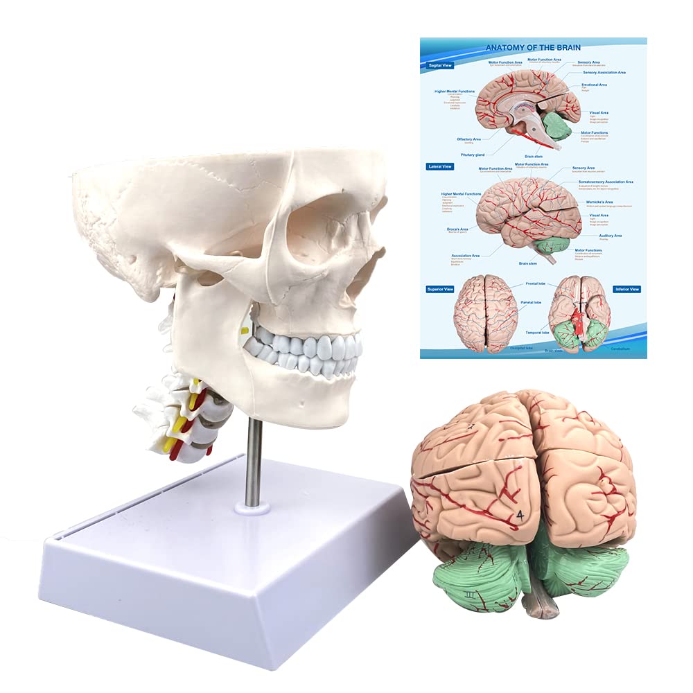 Buy Human Skull and Brain Anatomy Model Life-Size with Cervical ...