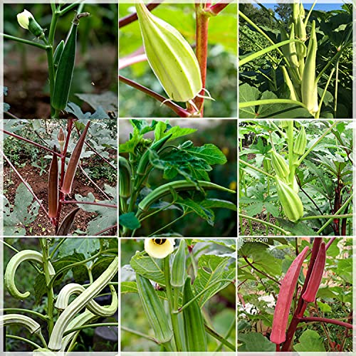 Bhendi 9 Varieties Combo (Ladys' Finger / Okra) Seeds (Pack of 9 ...