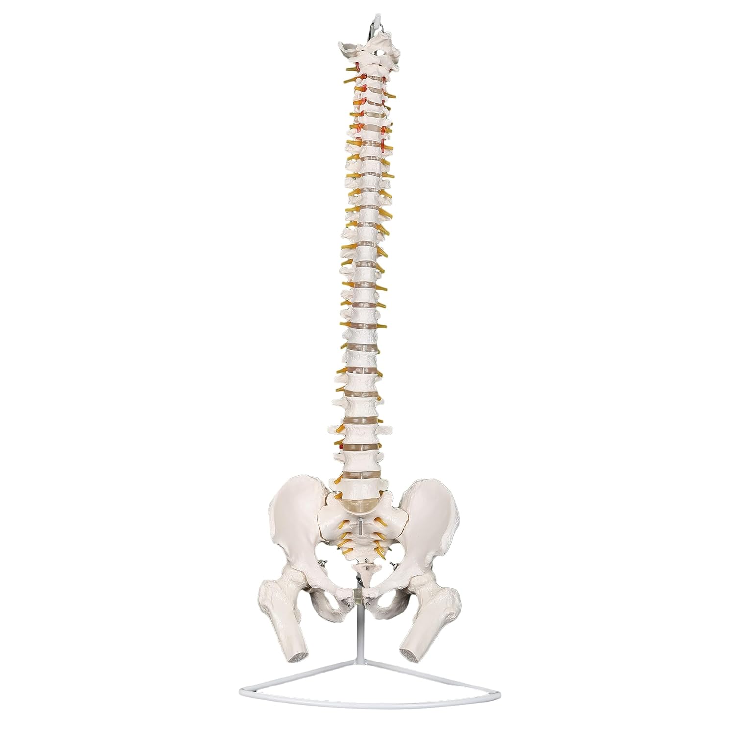 KKI 85cm Flexible Life size Human Spine Model Anatomy with Arteries ...