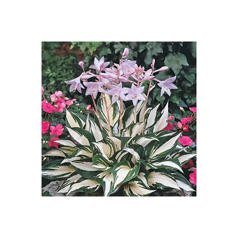 Fire and Ice Variegared Foliage Hosta Bare Root Perennial Plant - One ...
