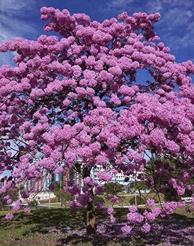 Tabebuia Tree